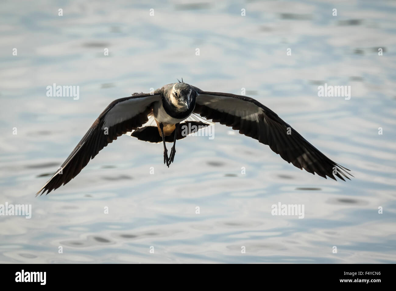Northern lapwing flying hi-res stock photography and images - Alamy