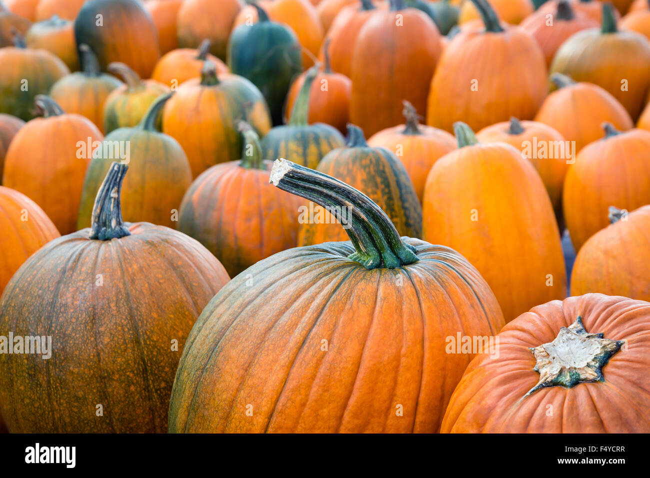 Autumn pumpkins at the pumpkin patch Stock Photo - Alamy