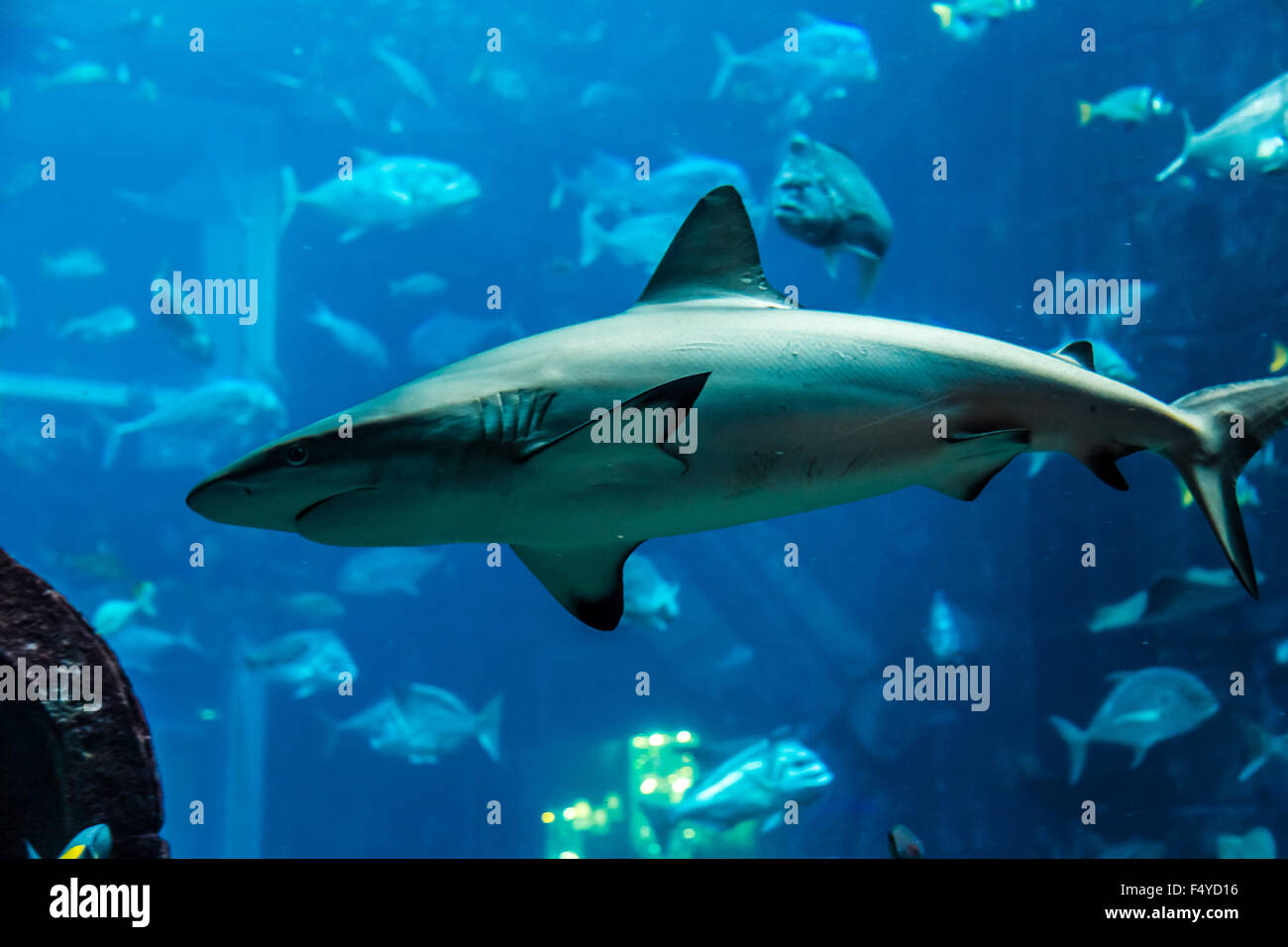 Photo of a tropical fish on a coral reef in Dubai aquarium Stock Photo ...