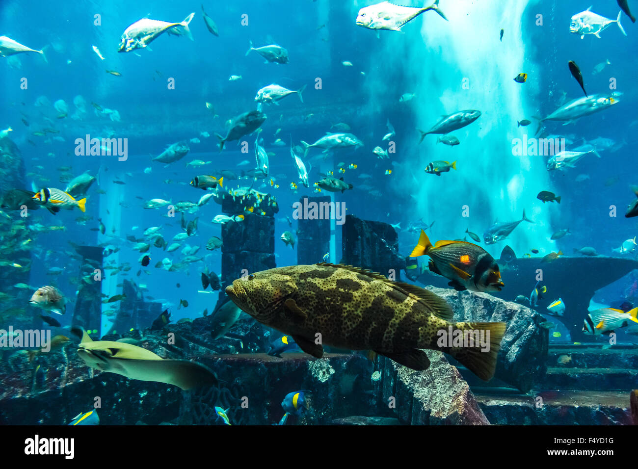 Tropical Reef Fish Polynesia High Resolution Stock Photography and ...