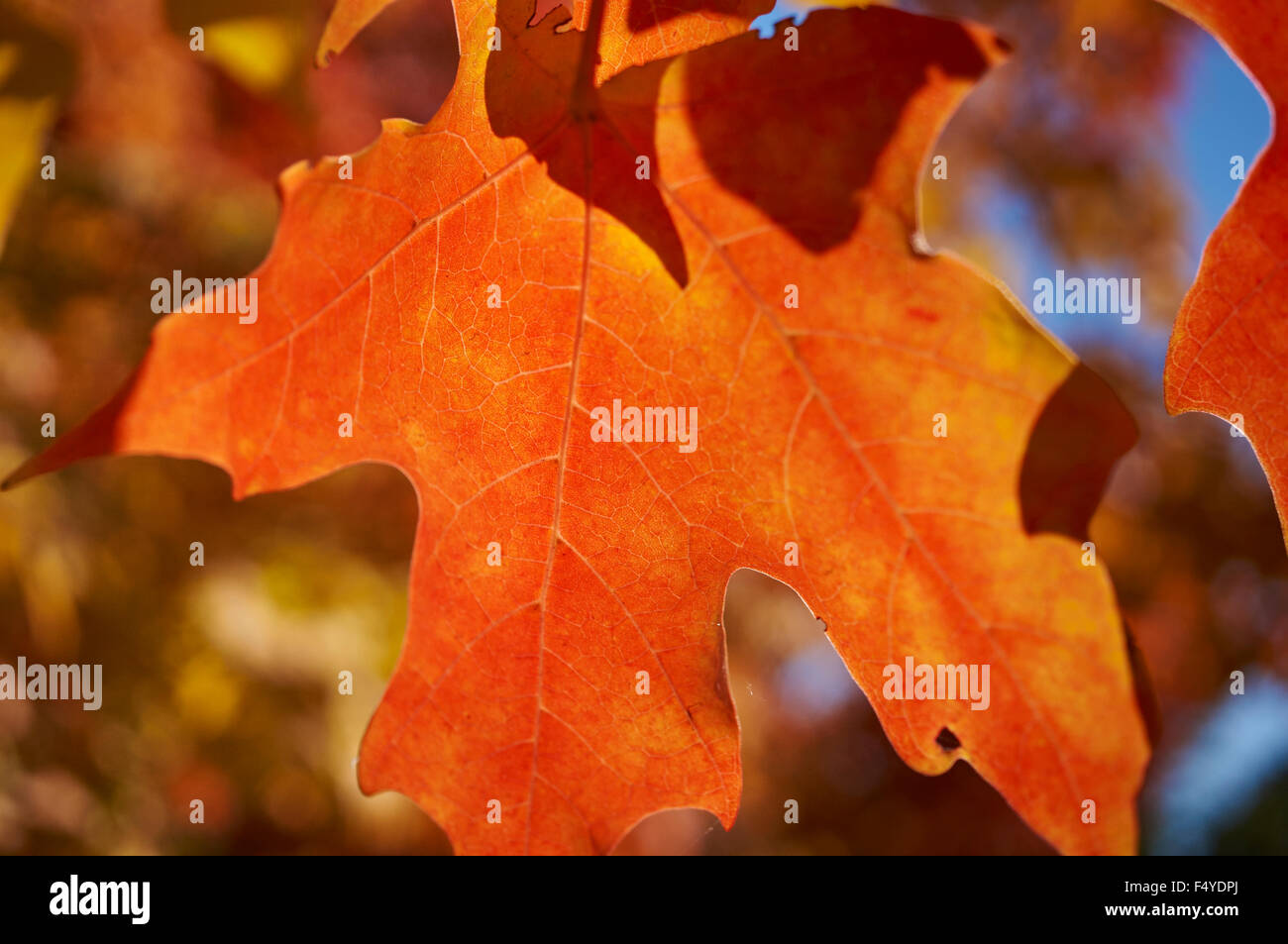 Closeup detail of maple tree in fall, Pennsylvania, USA Stock Photo - Alamy
