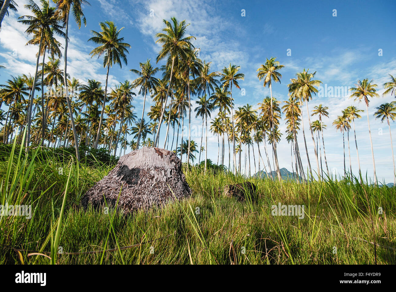 Coconut tree and landscape view of Mabul Maiga Island Stock Photo - Alamy