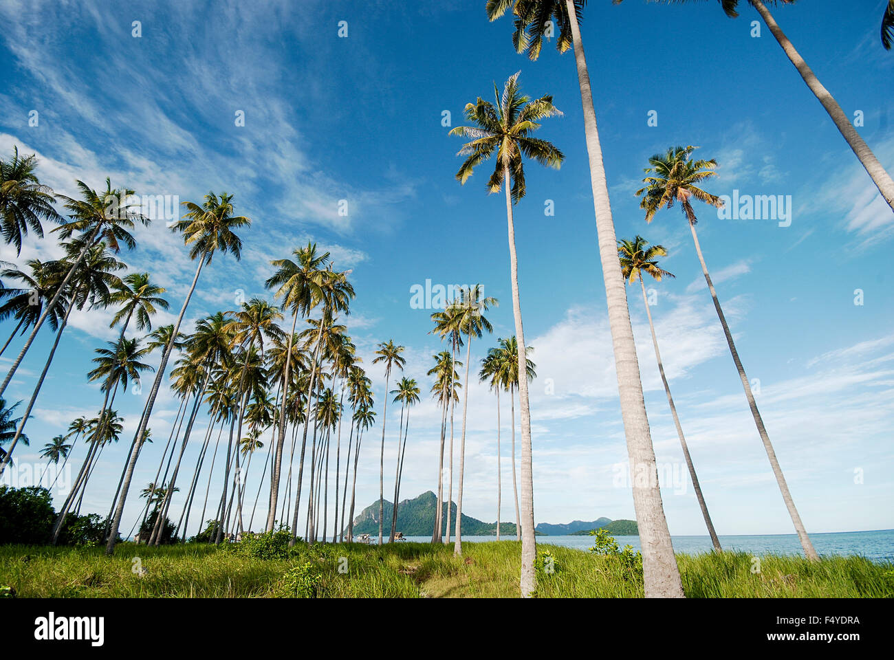 Coconut tree and landscape view of Mabul Maiga Island Stock Photo - Alamy