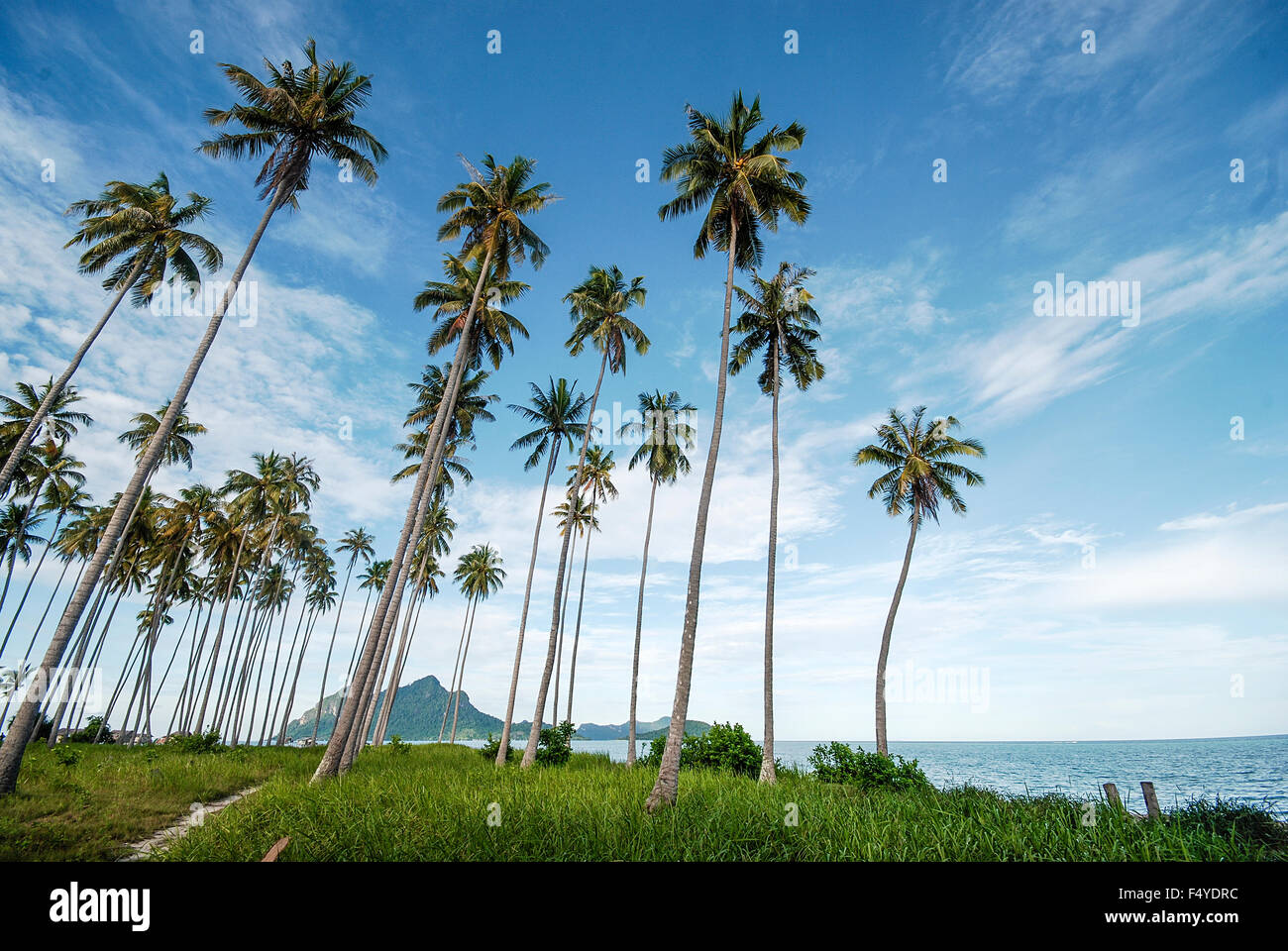 Coconut tree and landscape view of Mabul Maiga Island Stock Photo - Alamy