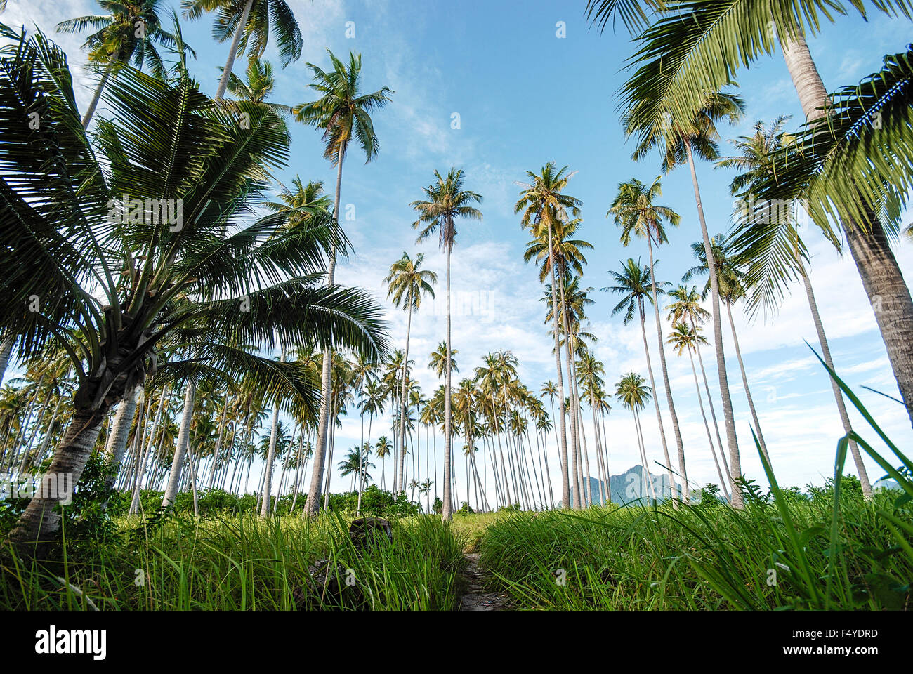 Coconut tree and landscape view of Mabul Maiga Island Stock Photo - Alamy