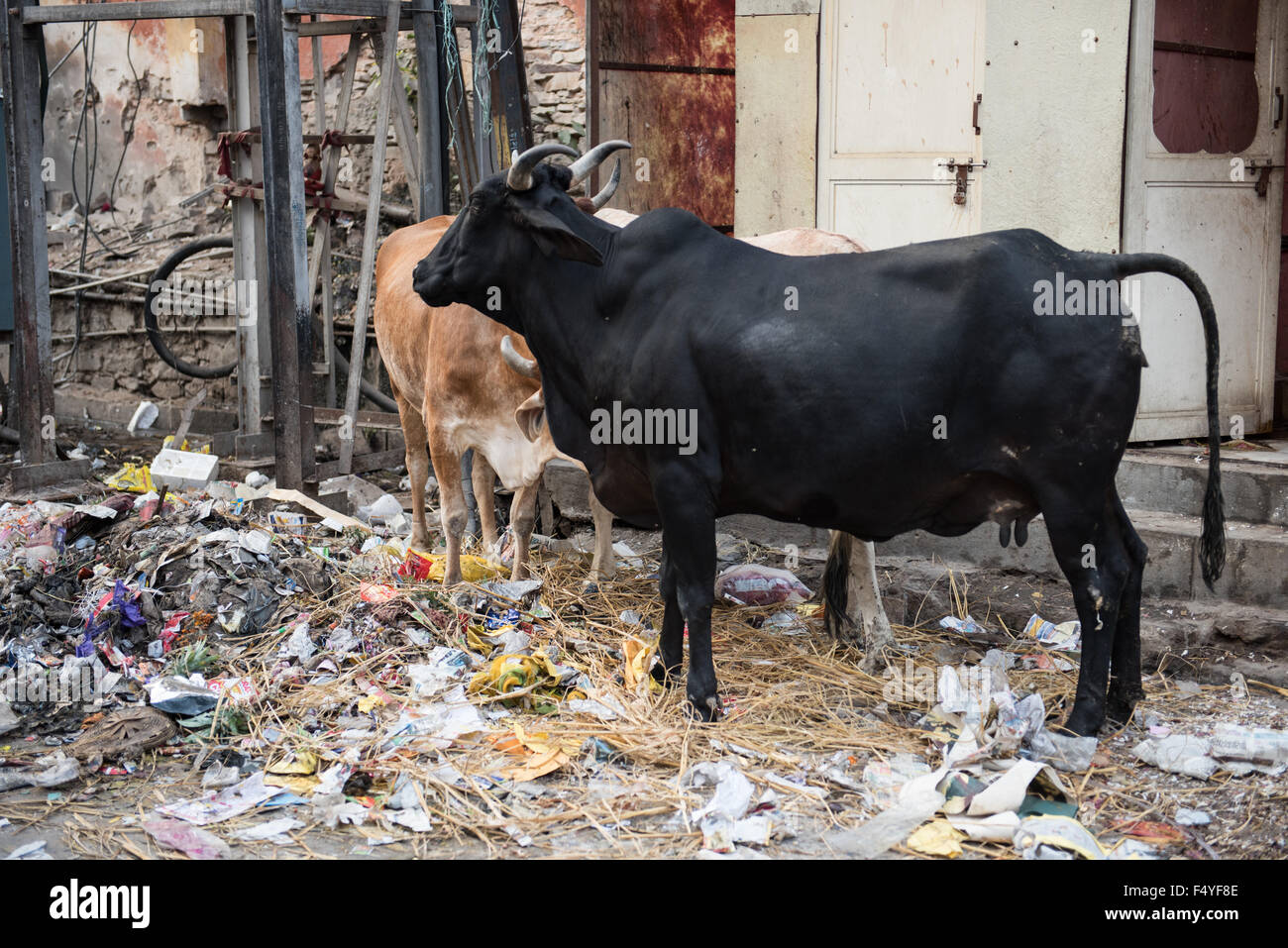 Cows seen roaming on the streets of Jaipur, Rajasthan. Cow is widely ...