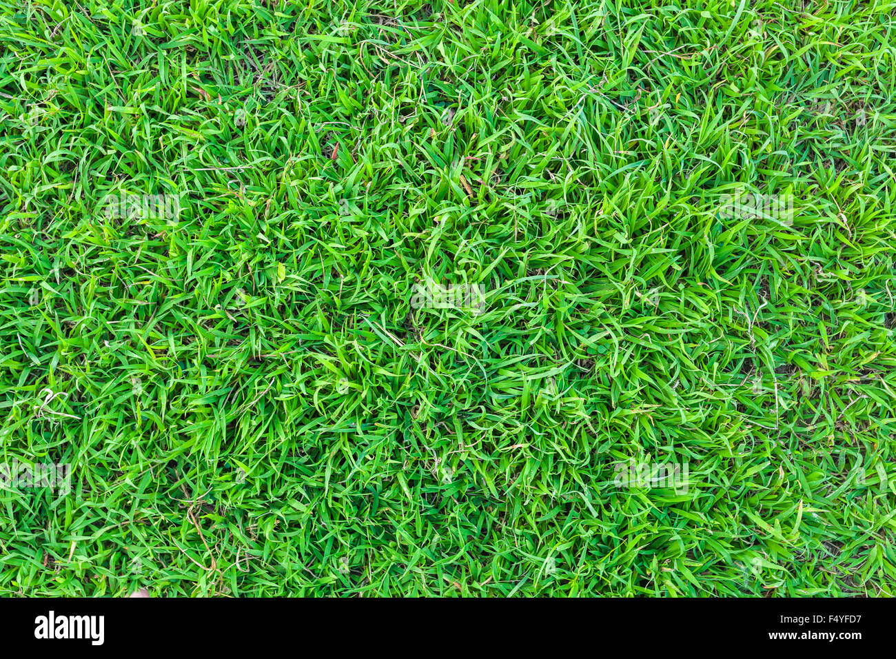 close up of fresh spring green grass texture Background Stock Photo - Alamy