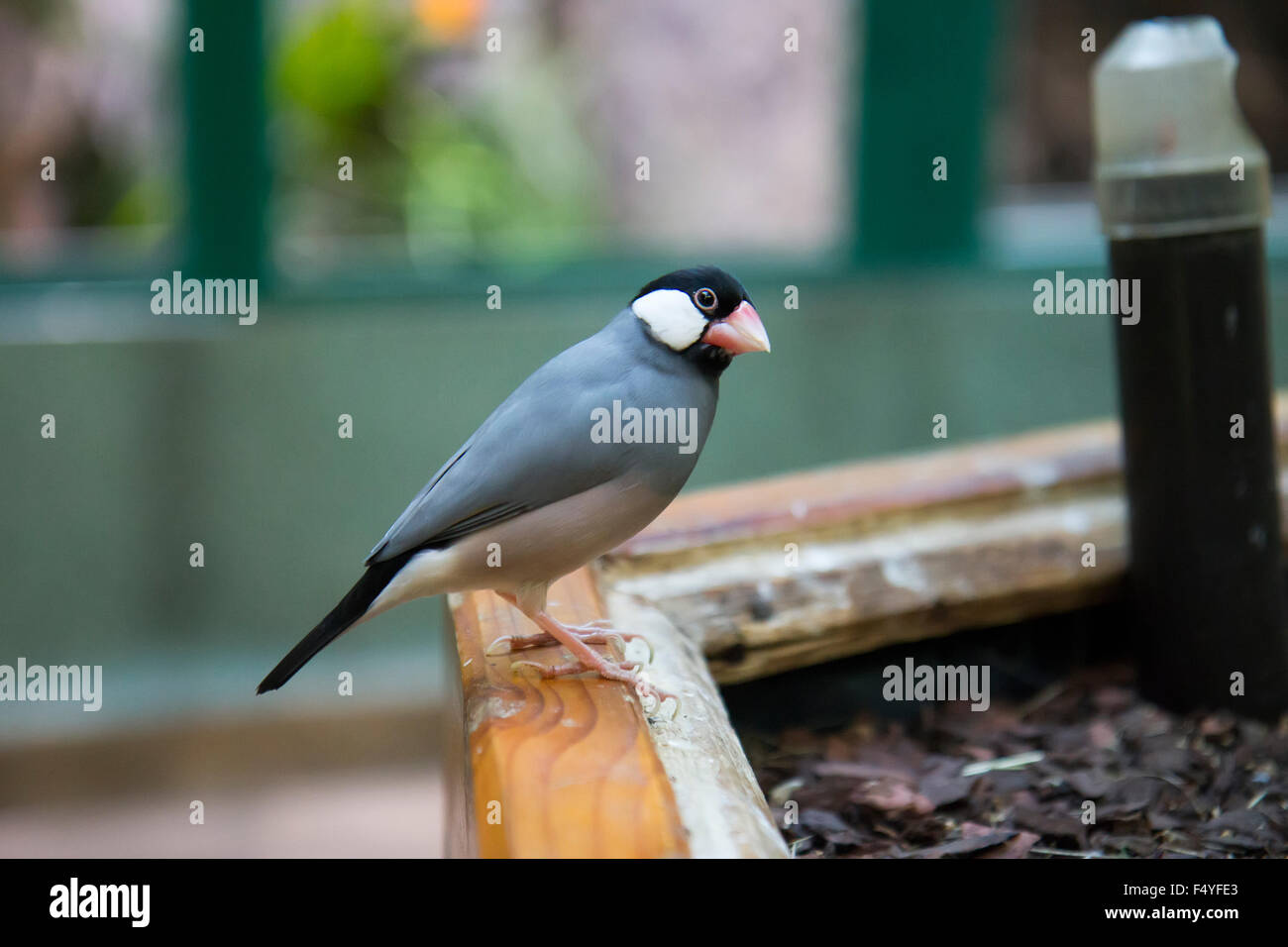 Exotic finch hi-res stock photography and images - Alamy