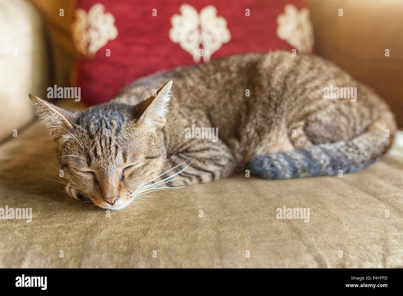 Sleeping cat kitten lying sleeping on sofa soft chair Stock Photo - Alamy