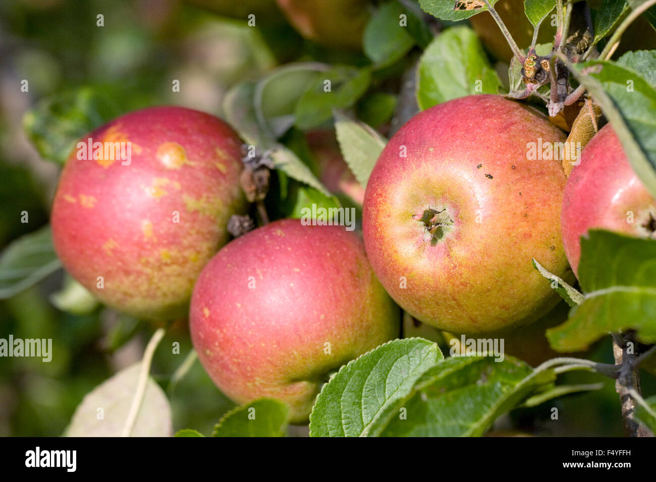 Apple tydemans late orange hi-res stock photography and images - Alamy