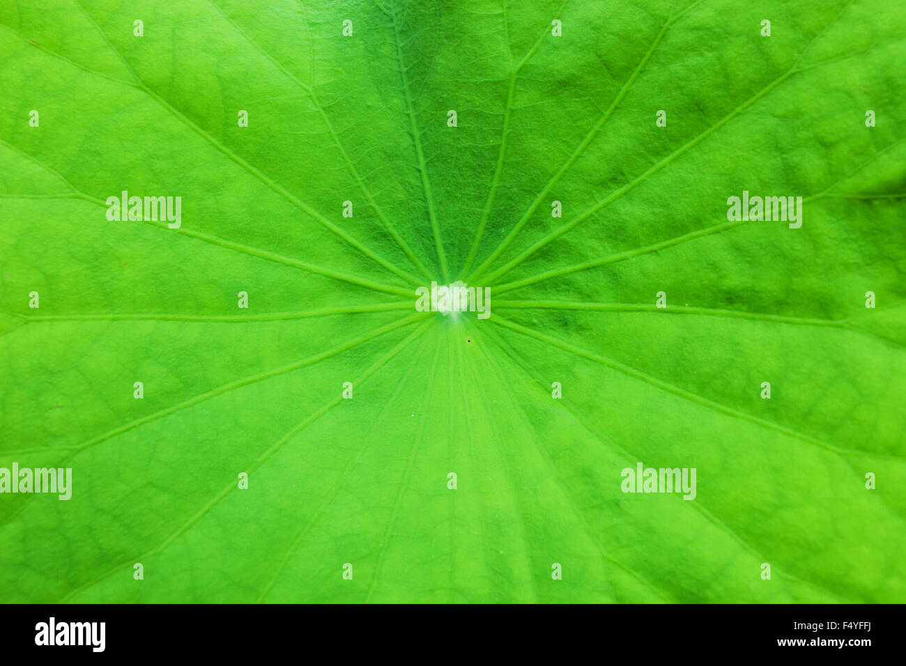 Fresh natural green leaf texture background Stock Photo - Alamy