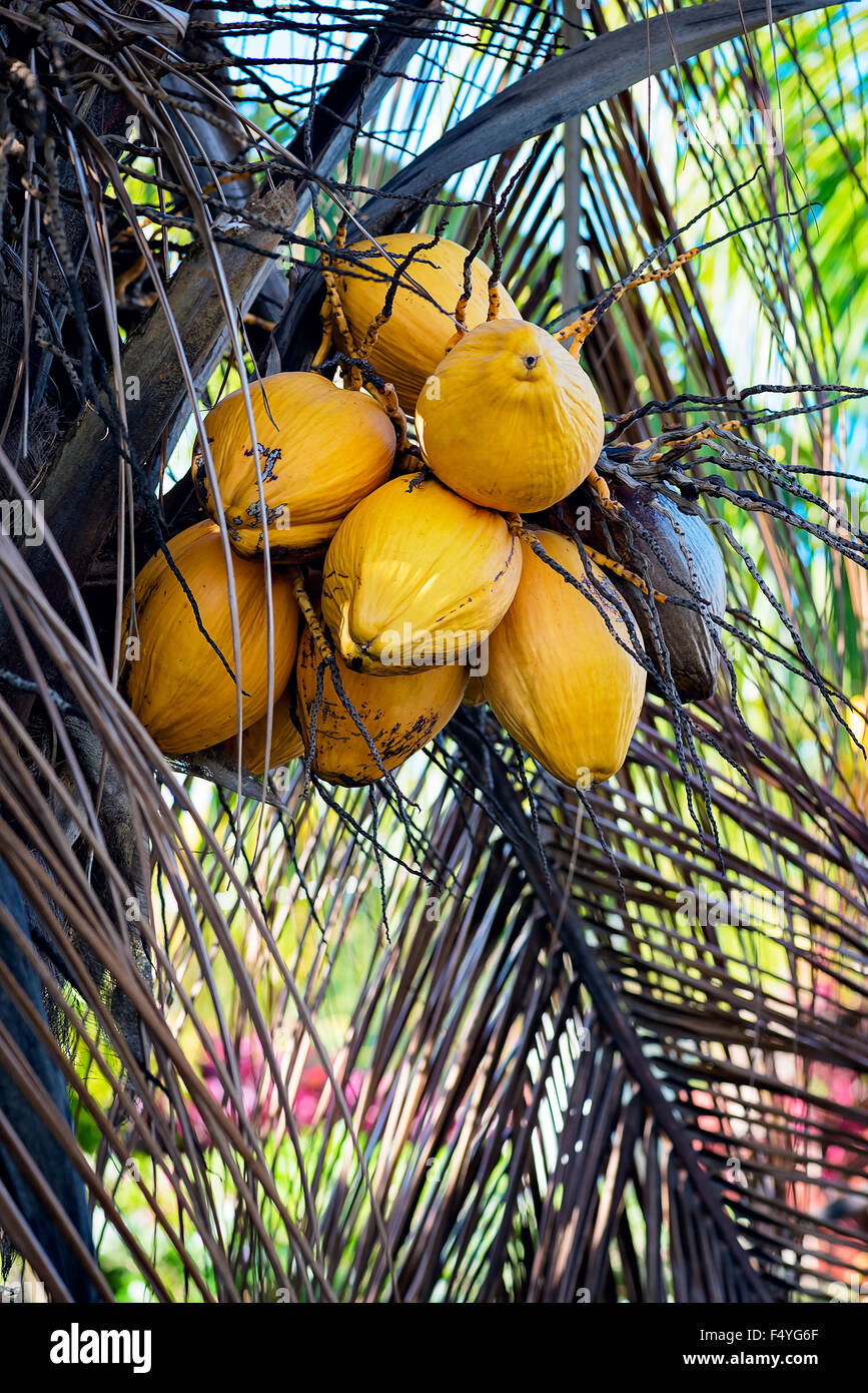 A YELLOW COCONUT TREE CLOSE UP WITH BUNCH OF COCONUTS Stock Photo - Alamy