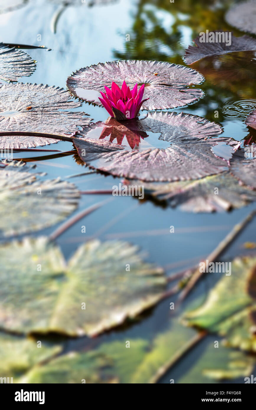 Light pink tropical flower hi-res stock photography and images - Alamy