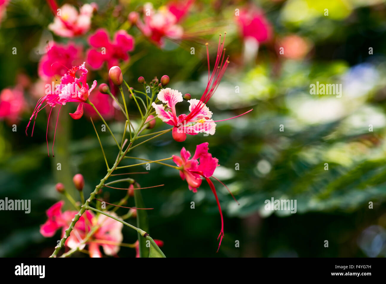 Red flamboyan hi-res stock photography and images - Alamy