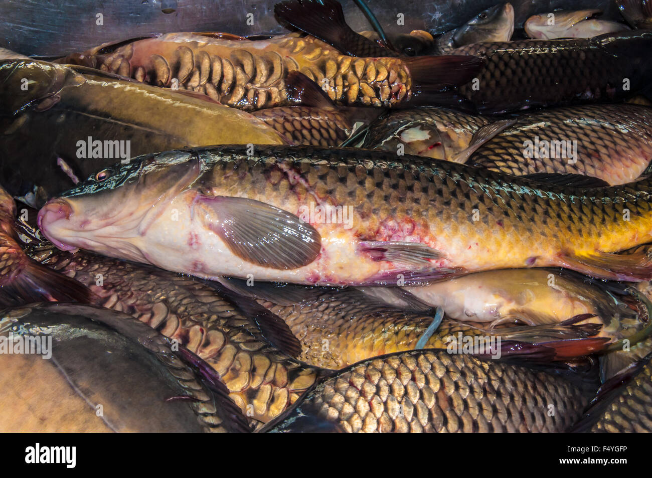 Fresh fish, live carp for sale at the Bazaar for restaurants Stock ...