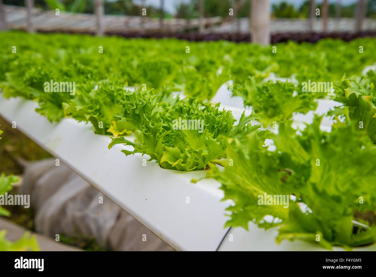 Organic vegetables are grown in the mountains Stock Photo - Alamy