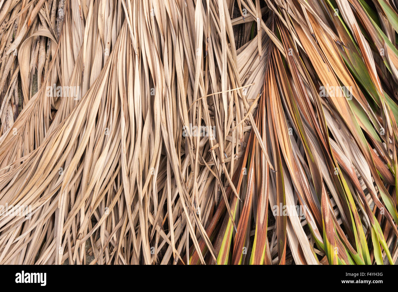 Abstract old leaf summer closeup texture background Stock Photo - Alamy