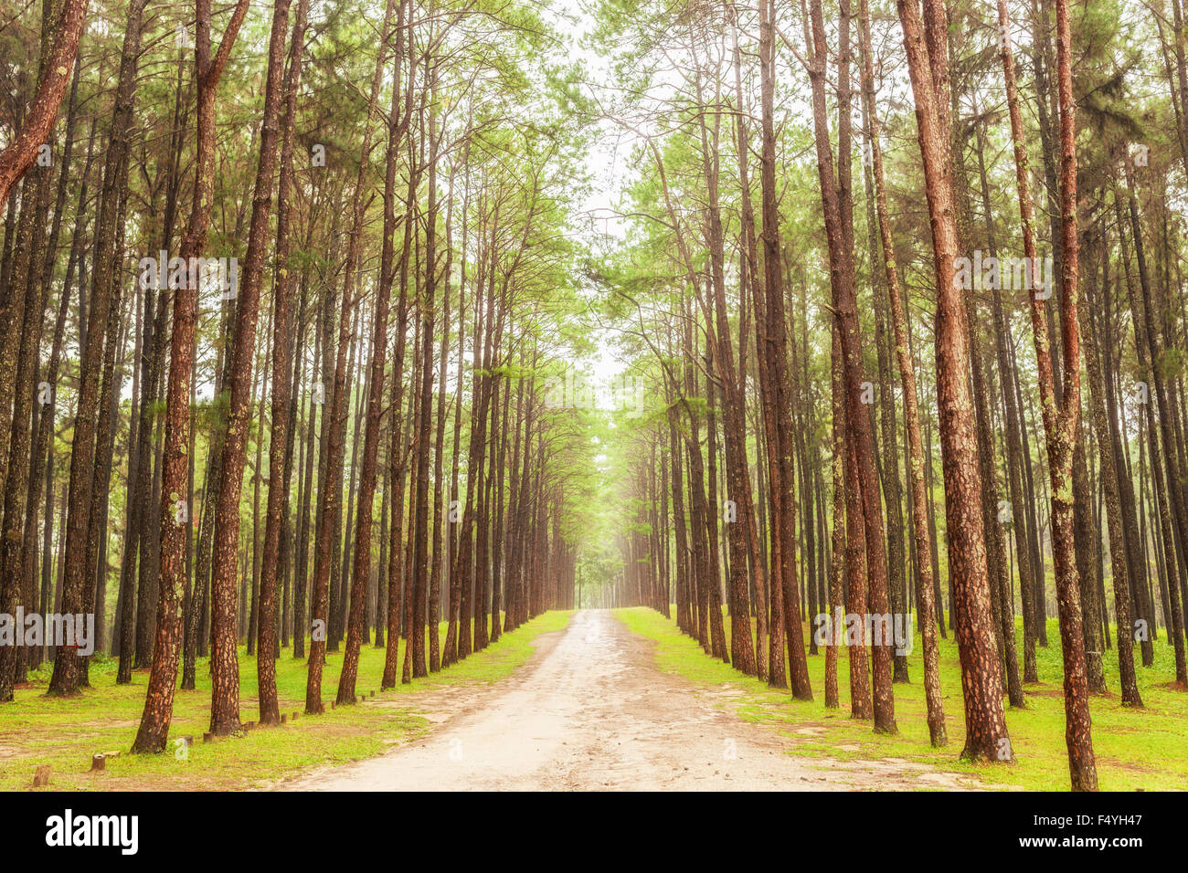Agroforestry hi-res stock photography and images - Alamy