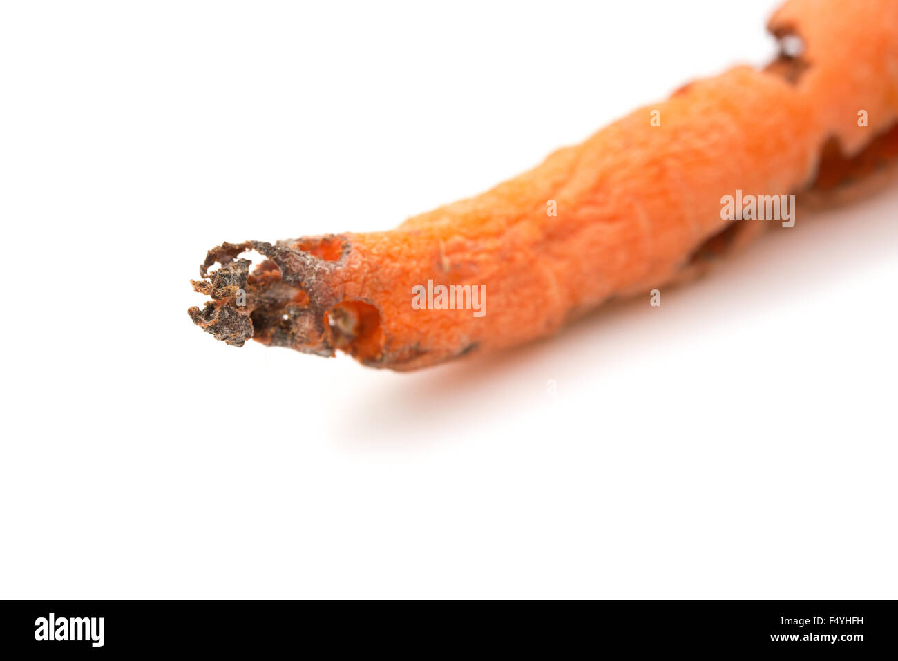 close up rotten carrot bited by insect on a white background Stock ...