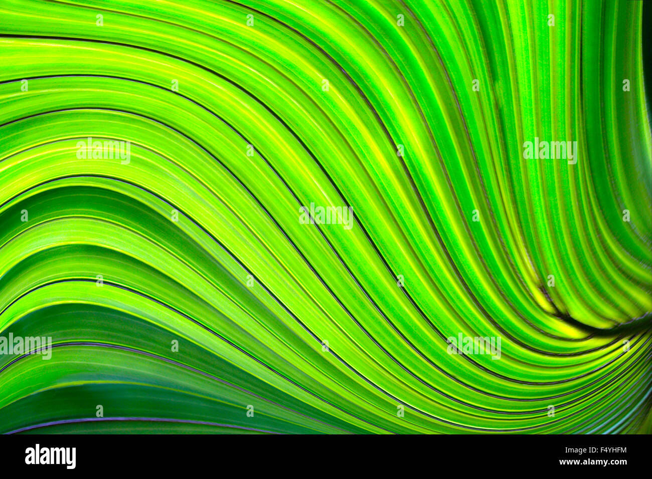 Palm leaf with swirls hi-res stock photography and images - Alamy