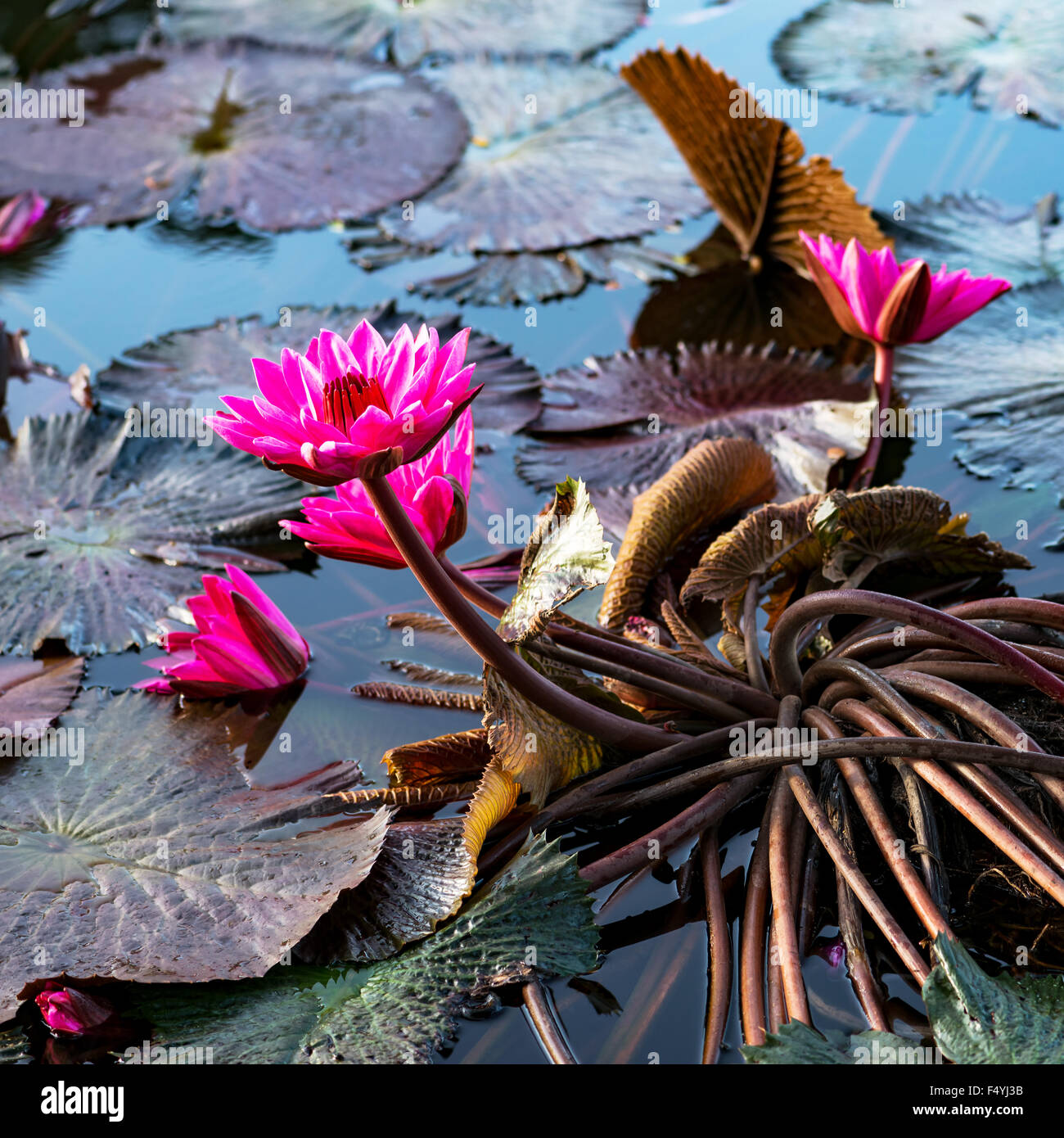 Water lilies pond group square composition Stock Photo - Alamy