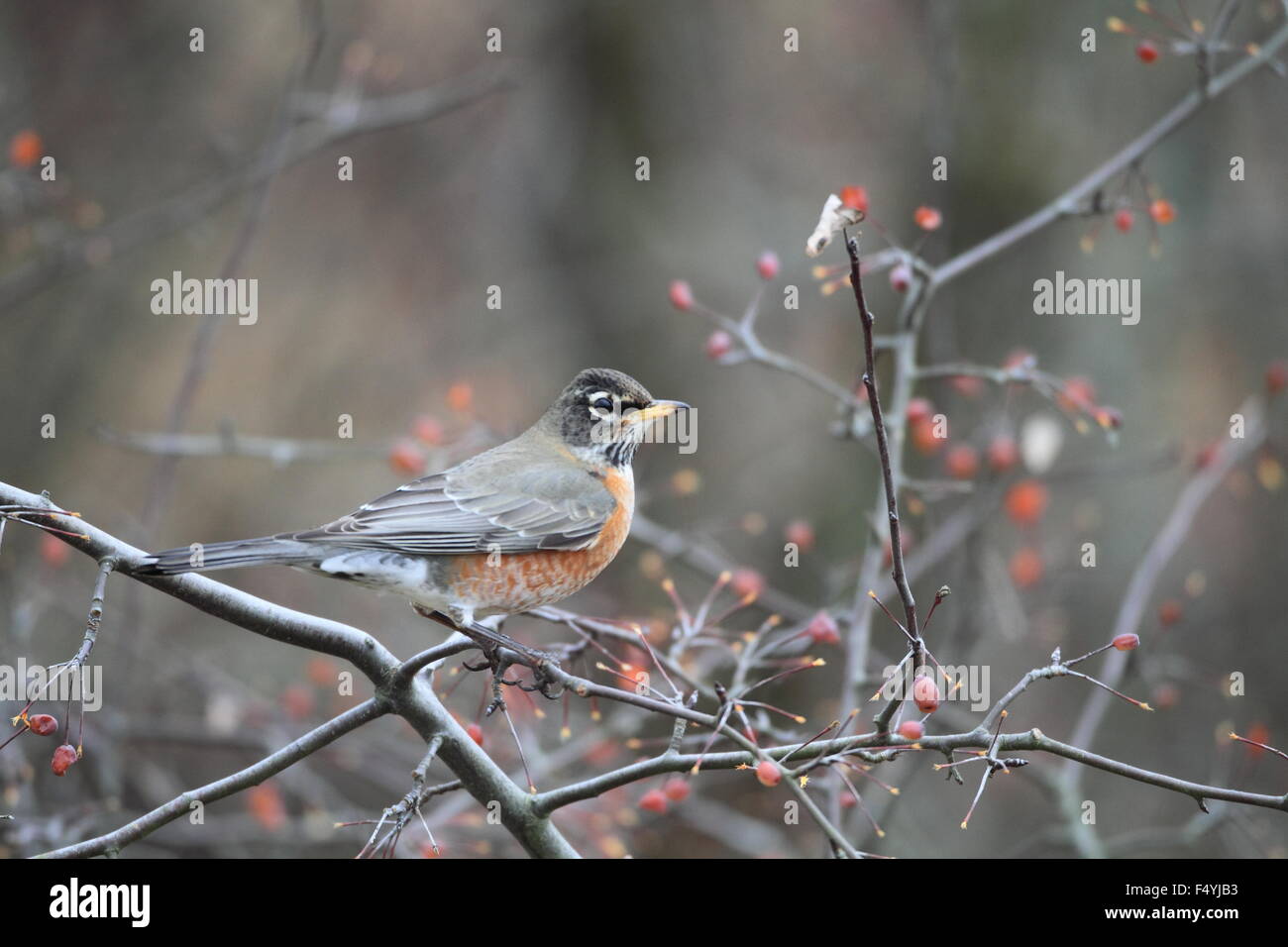 American Robin (Turdus migratorius) in Canada Stock Photo - Alamy
