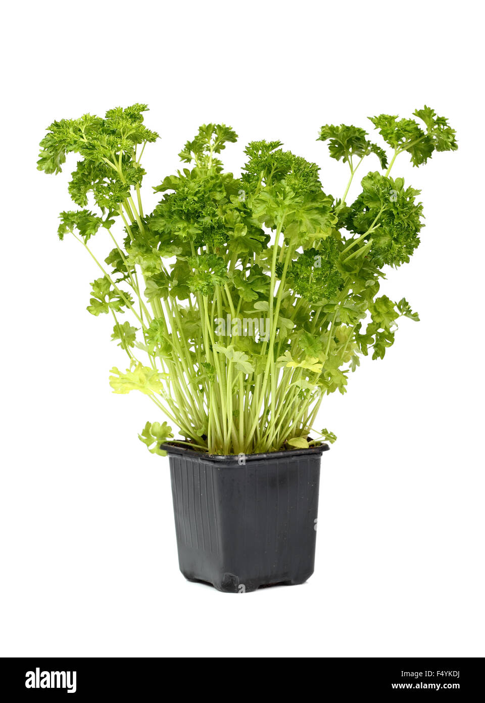 Parsley Sprouts in Flower Pot. Isolated on white background Stock Photo ...