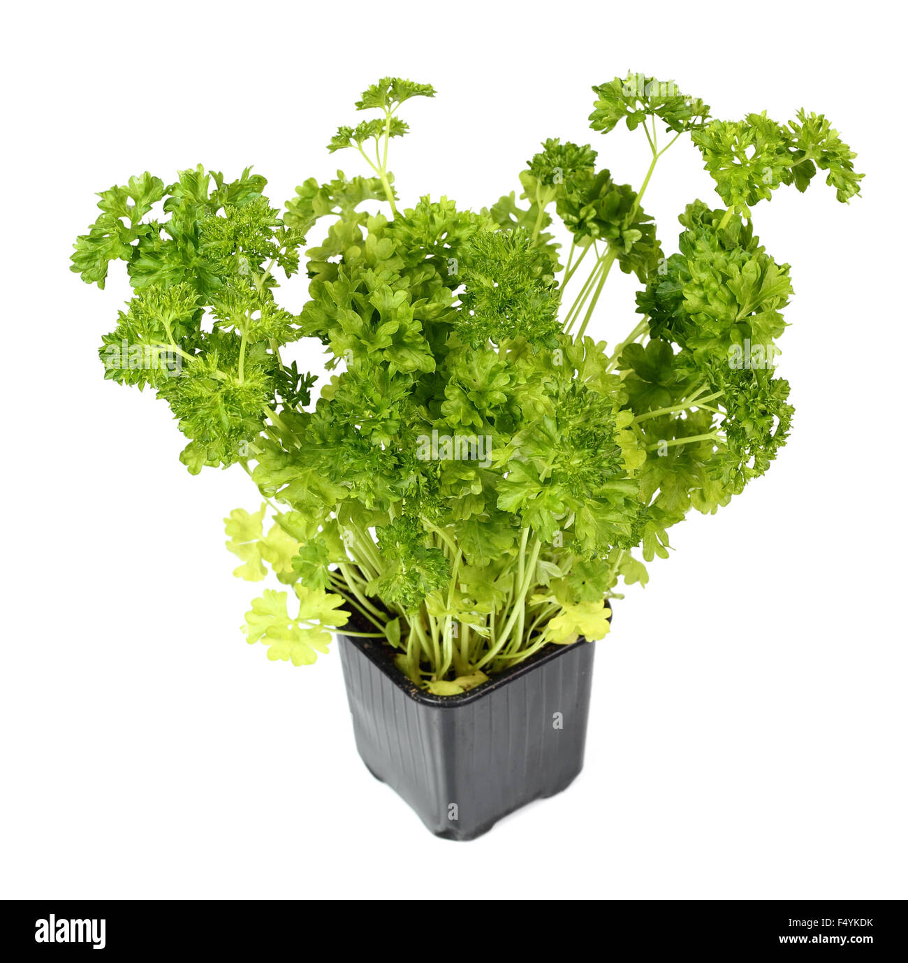 Parsley Sprouts in Flower Pot. Isolated on white background Stock Photo ...