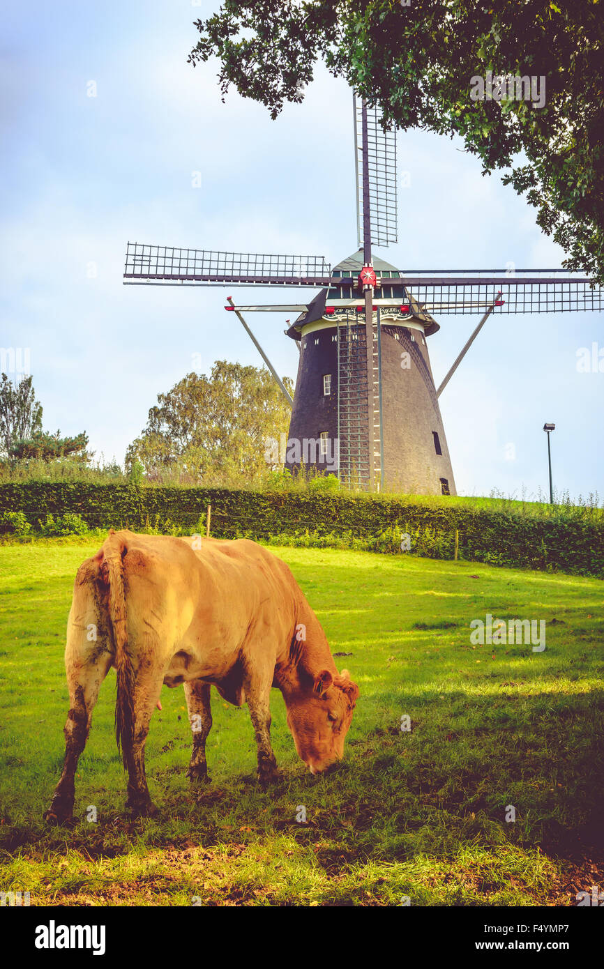 Landscape with windmill and cow in Holland Stock Photo - Alamy