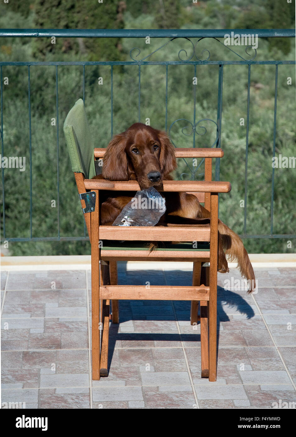 Irish Setter Puppy on a directors chair Stock Photo - Alamy