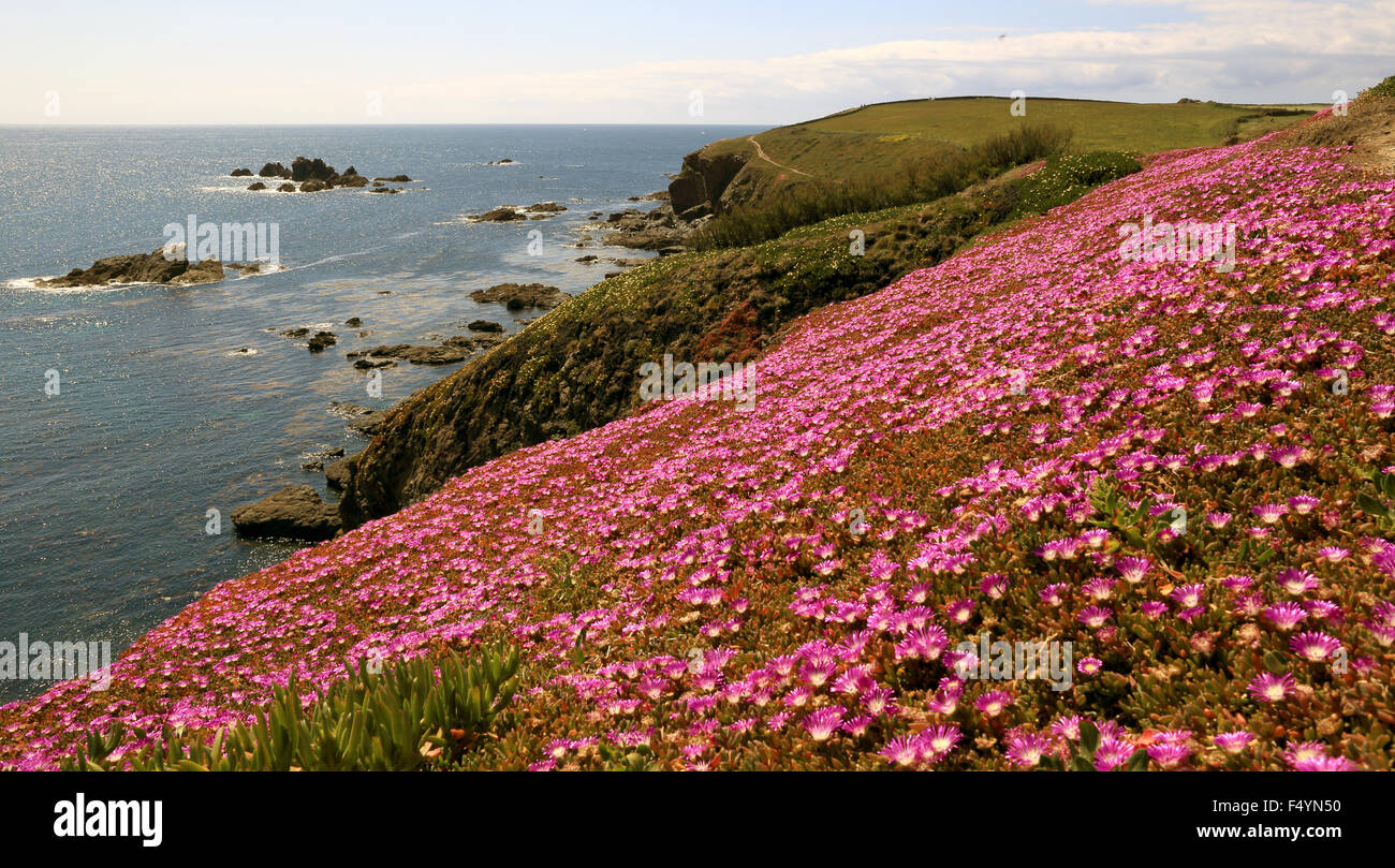 Purple Dewplant (Disphyma crassifolium) an invasive Mesembryanthemum ...