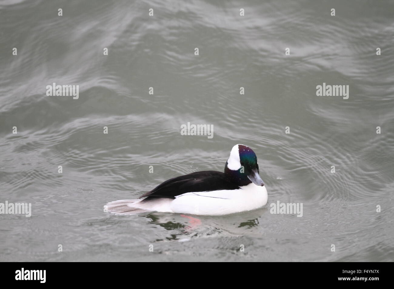 Male bufflehead duck hi-res stock photography and images - Alamy