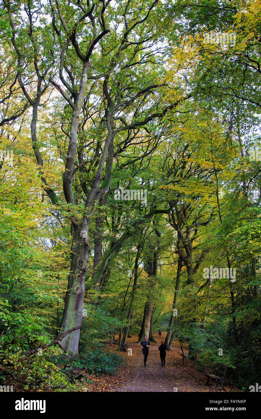 Highgate wood hi-res stock photography and images - Alamy