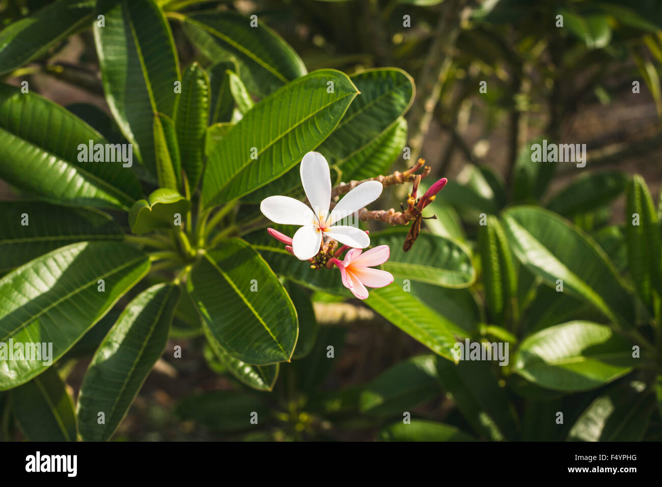 Australian frangipani tree hi-res stock photography and images - Alamy