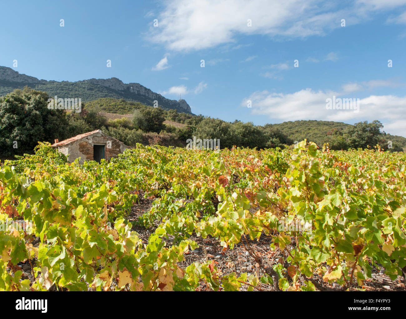 Perpignan france wine hi-res stock photography and images - Alamy
