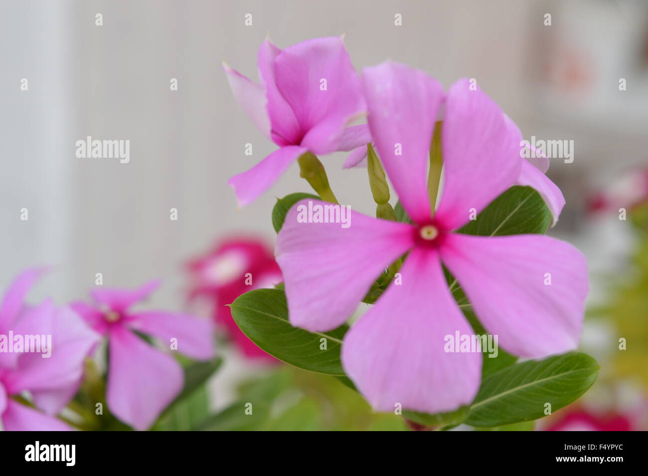 Pink small flower Stock Photo - Alamy