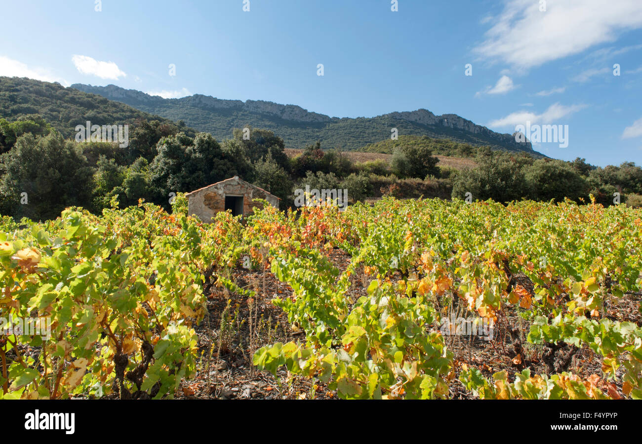 A winemaker's hill in a vineyard near Maury in the Agly valley near ...