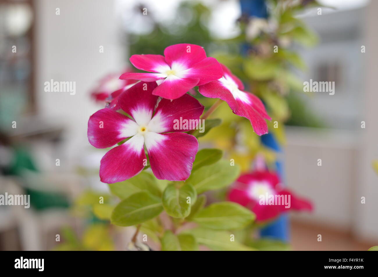 flower at garden terrace Stock Photo - Alamy