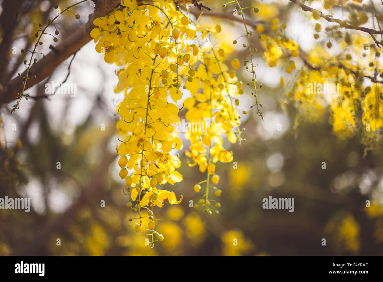 What Kind Of Tree Has Hanging Yellow Flowers at Stella Prell blog