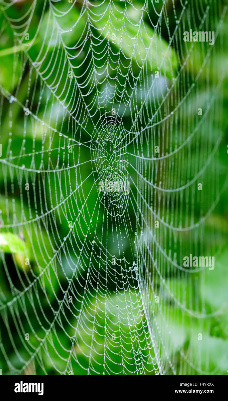 spider web with water drops Stock Photo - Alamy