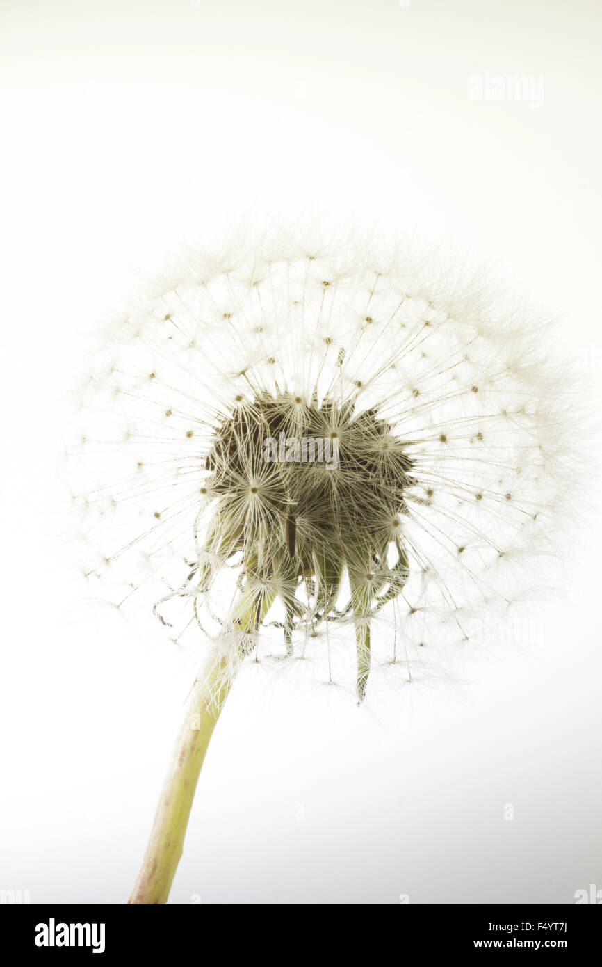 macro of an overblown fluffy dandelion Stock Photo - Alamy