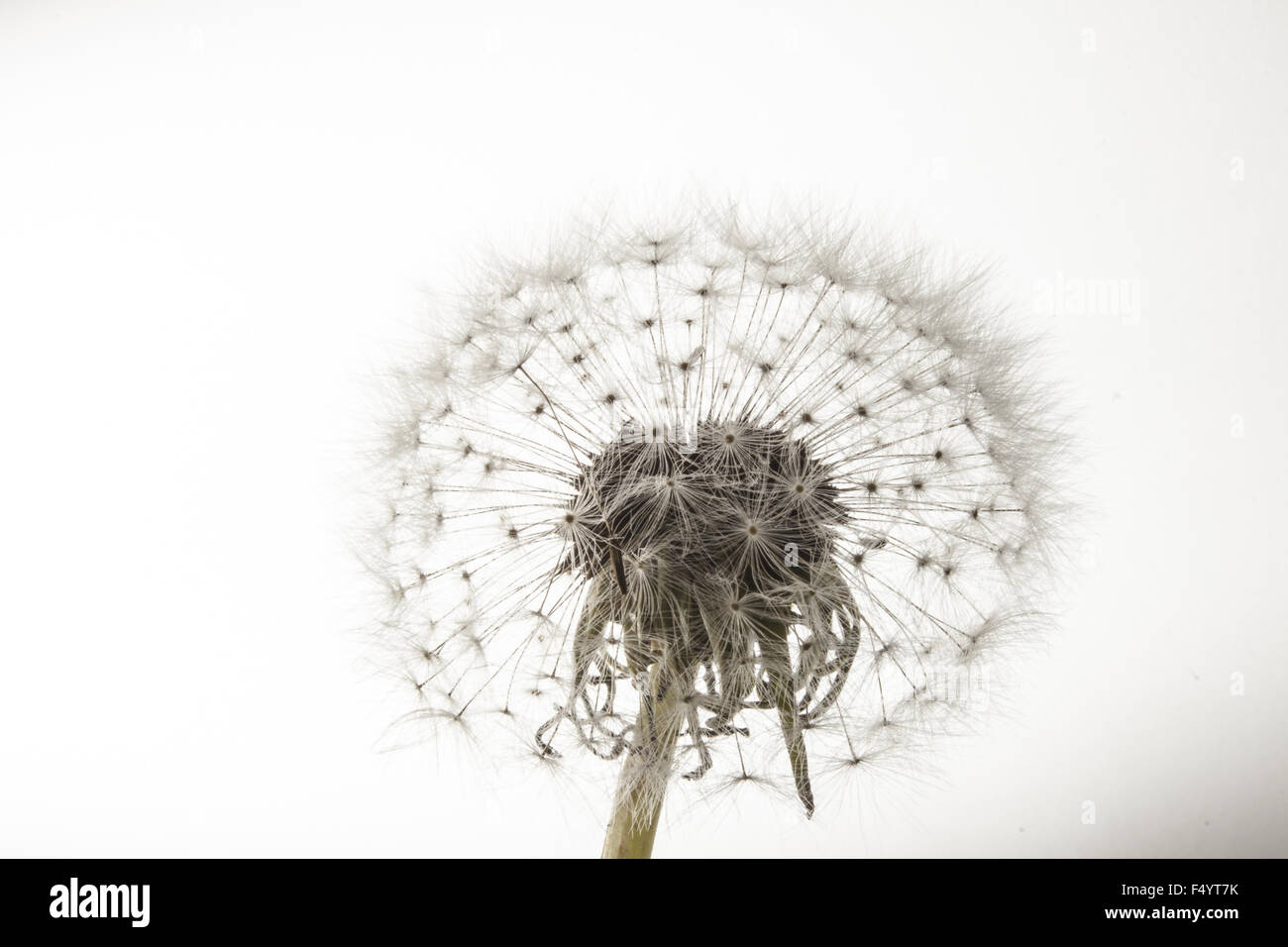 macro of an overblown fluffy dandelion Stock Photo - Alamy