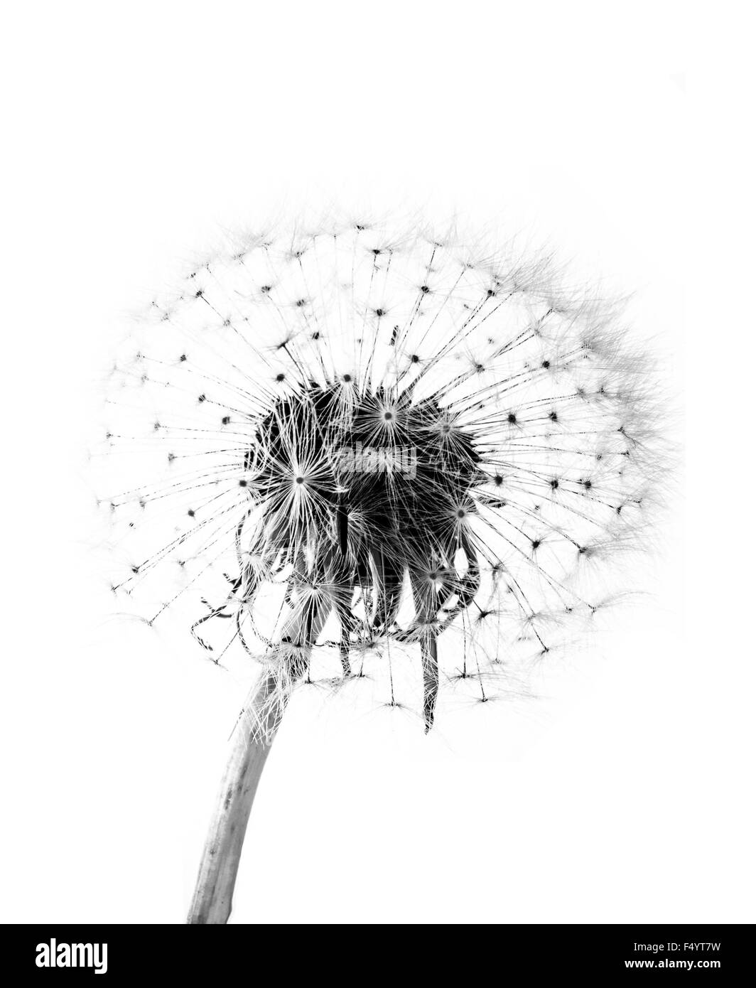 macro of an overblown fluffy dandelion Stock Photo - Alamy