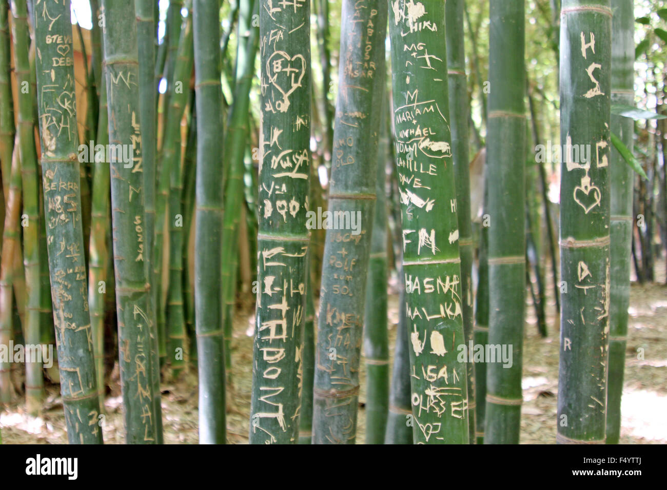 Colorful Bamboo Trunks in Sunlight in tropic forest Stock Photo - Alamy