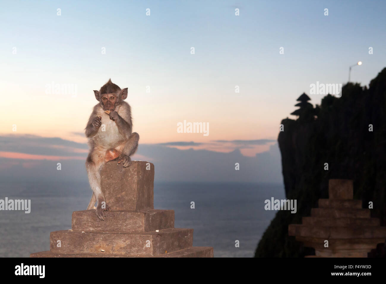Monkey near Uluwatu temple on sunset (Bali, Indonesia Stock Photo - Alamy