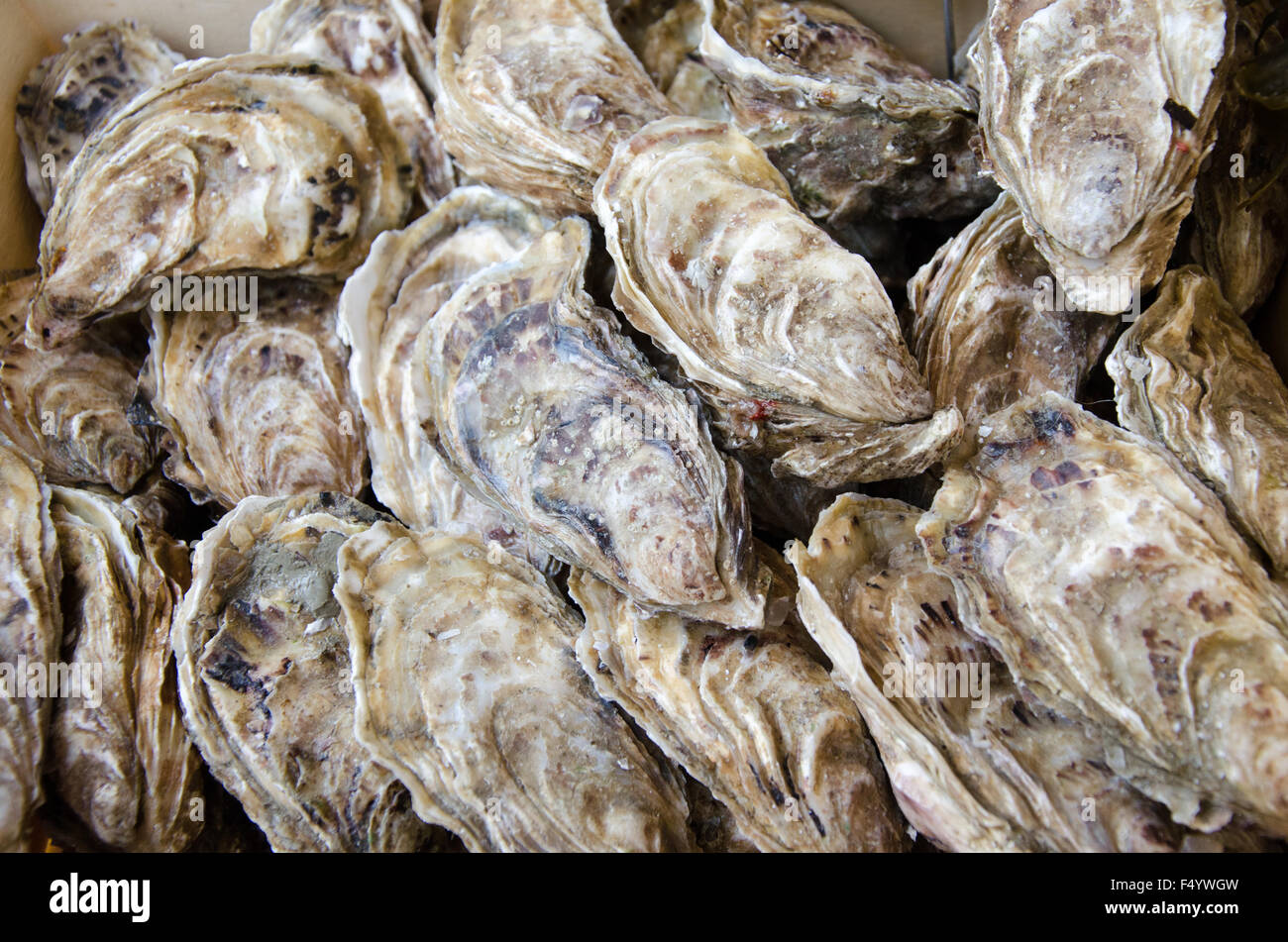 Marennes oleron oyster hi-res stock photography and images - Alamy