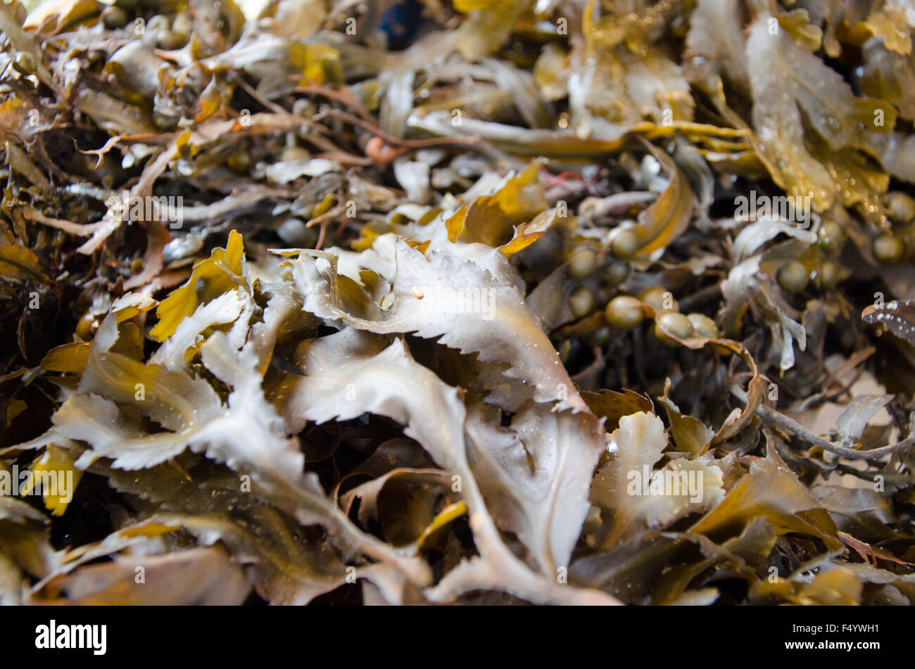 Fresh Seaweed in a market, seaweeds Stock Photo - Alamy