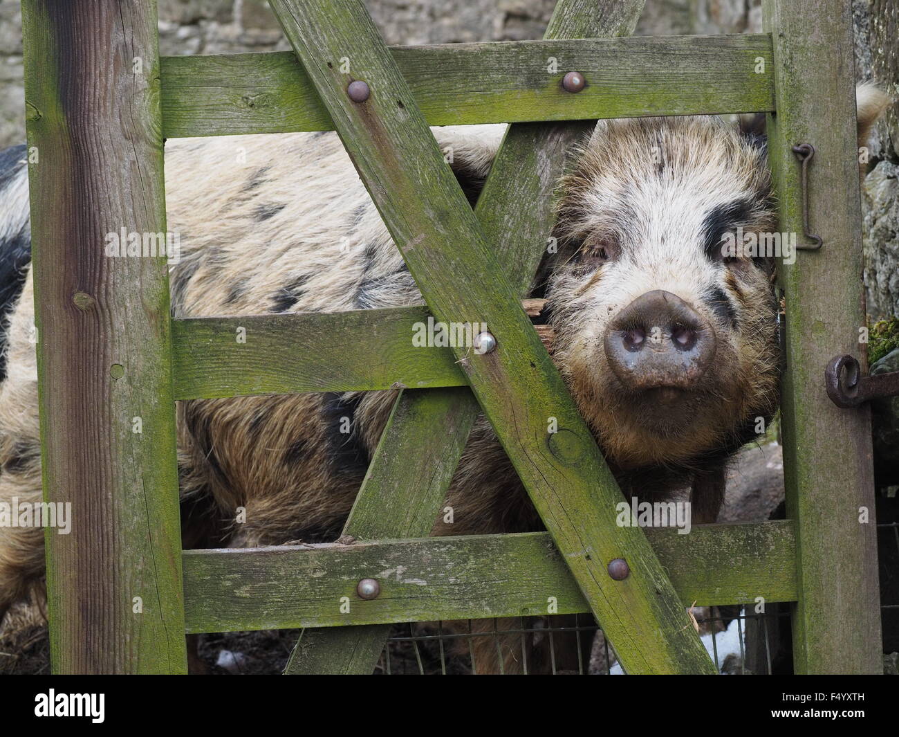 Pig with bristly snout poking through a hole in a broken wooden gate ...