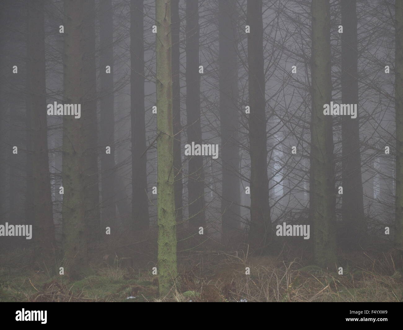 Shrouded misty foggy eerie vertical hi-res stock photography and images ...