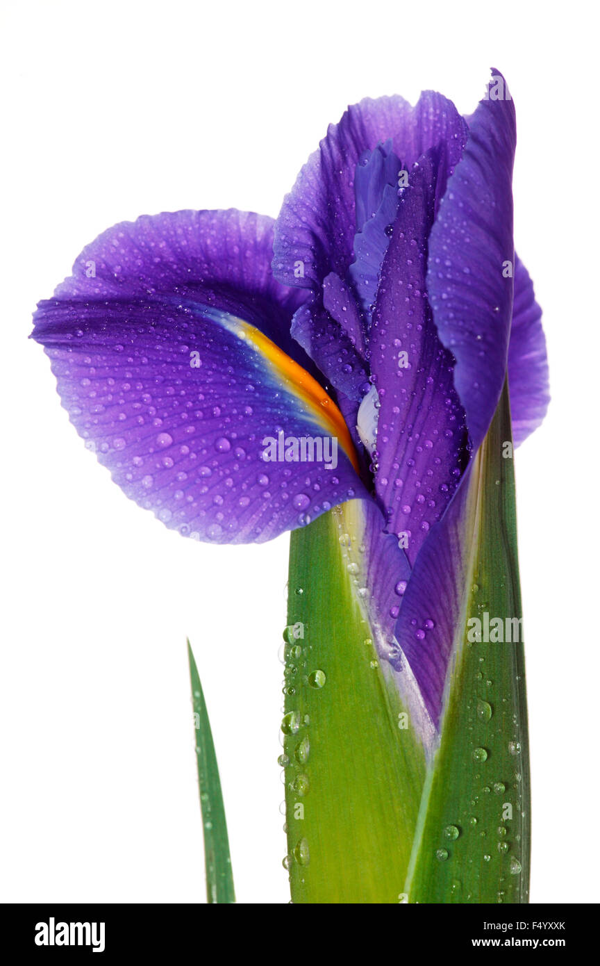 Opening iris hi-res stock photography and images - Alamy